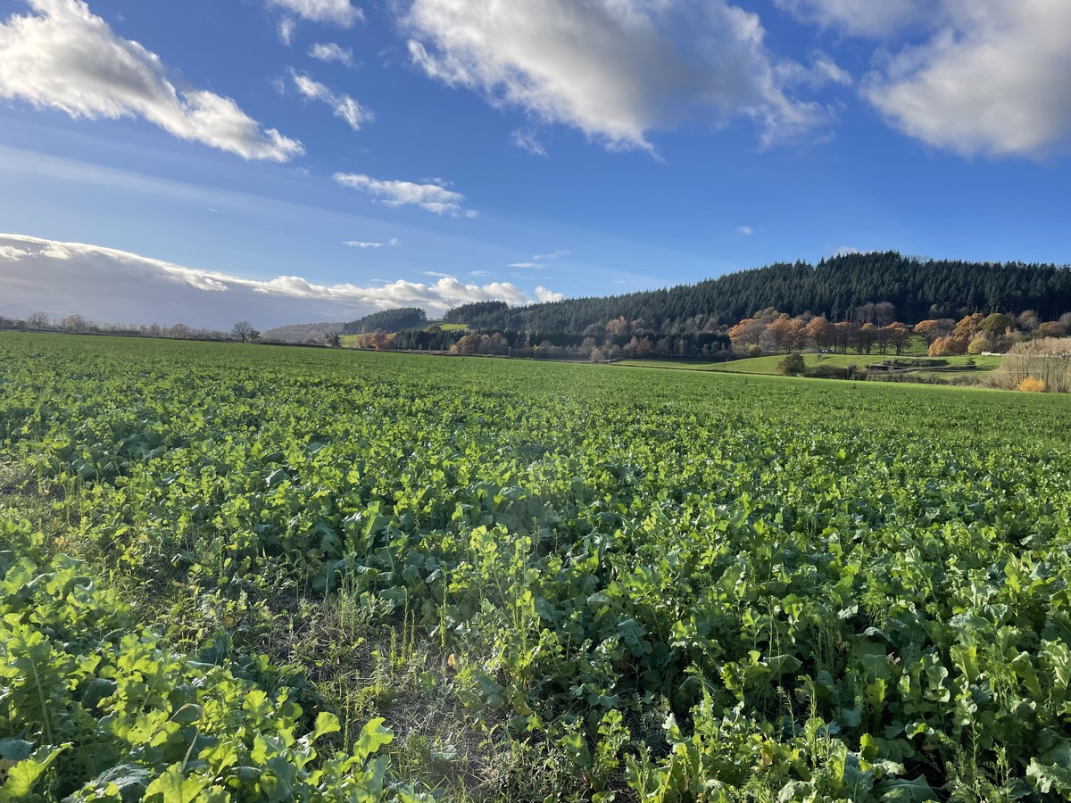 What is a catch crop and how do they work? - Future Food Solutions