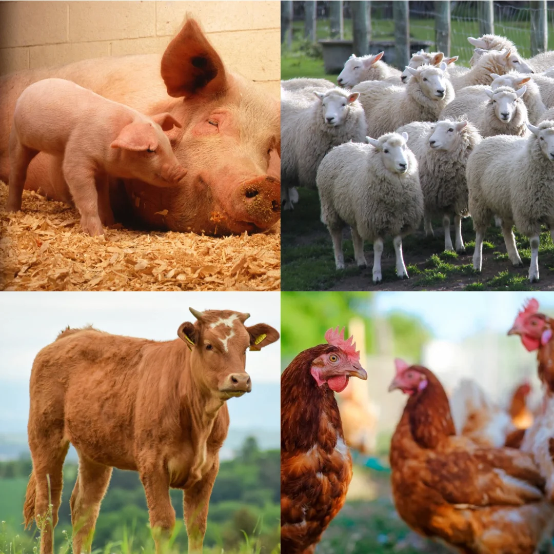 What is Rotational Grazing? A Sustainable Approach to Pasture ...