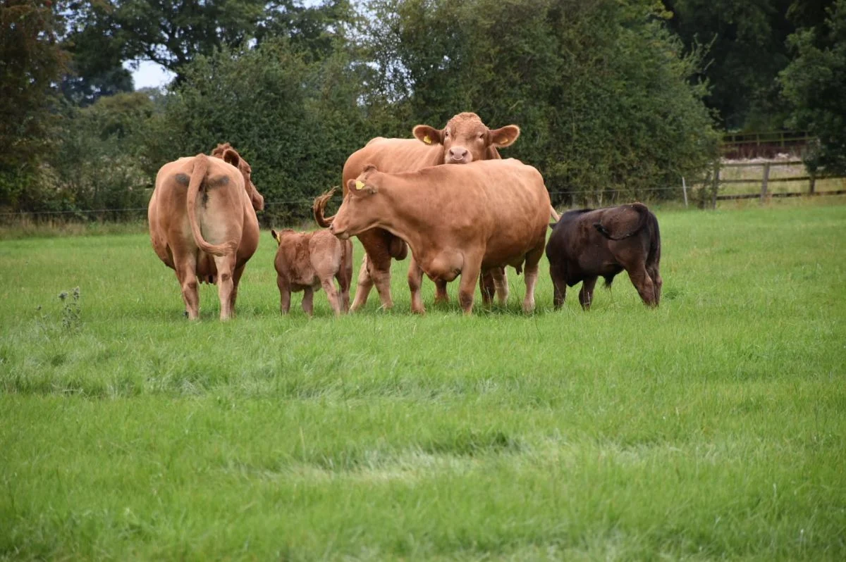 What is Mob Grazing? A Sustainable Farming Practice for Healthier ...